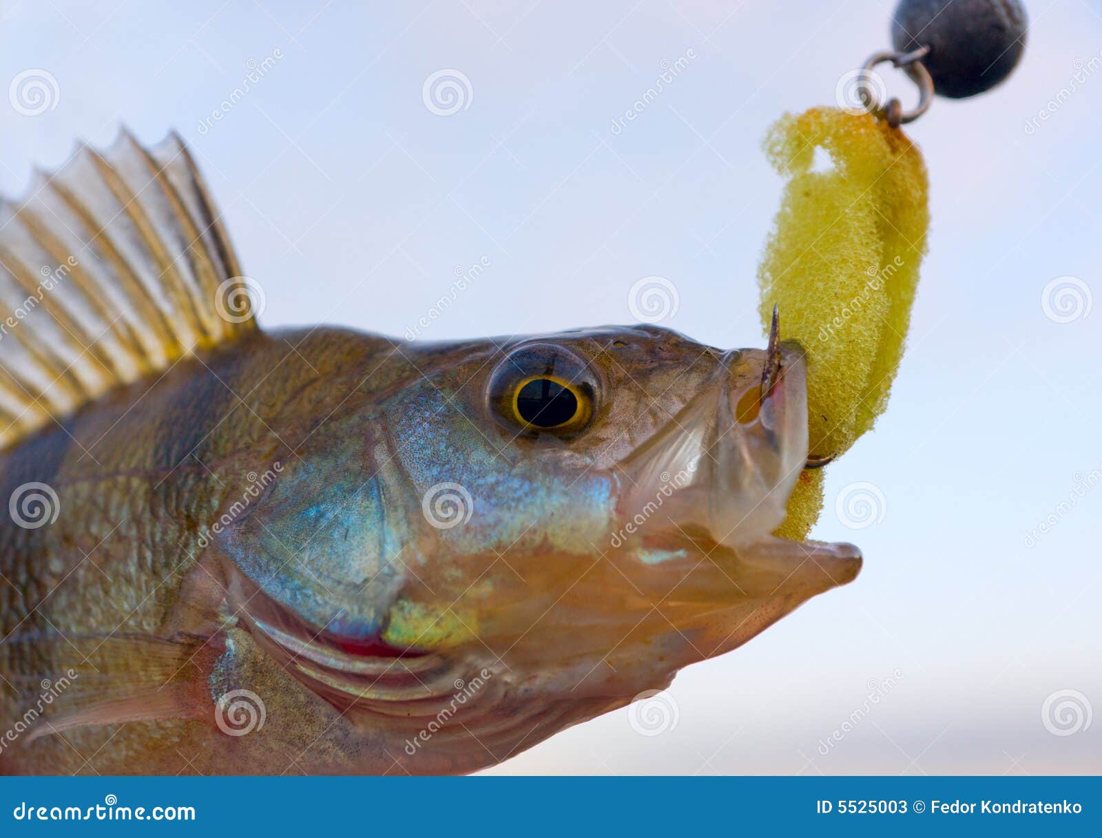 Portrait of perch stock image. Image of bite, game, angling - 5525003