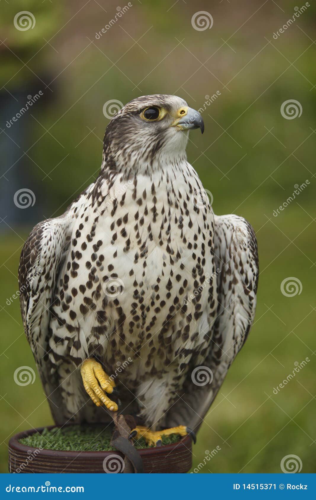 Portrait of a Peregrine Falcon Stock Image - Image of bird, critter ...