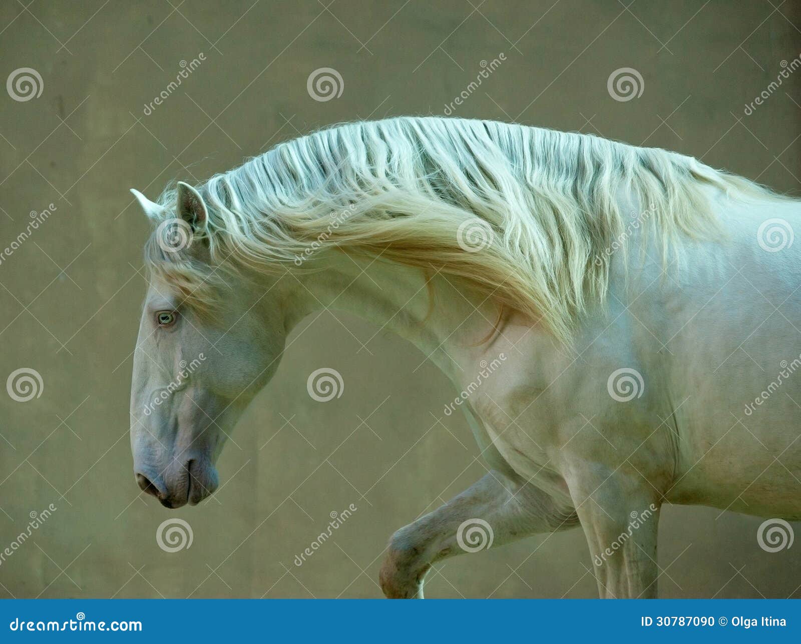 Portrait of Perlino Lusitano Horse Stock Photo - Image of motion, spain ...