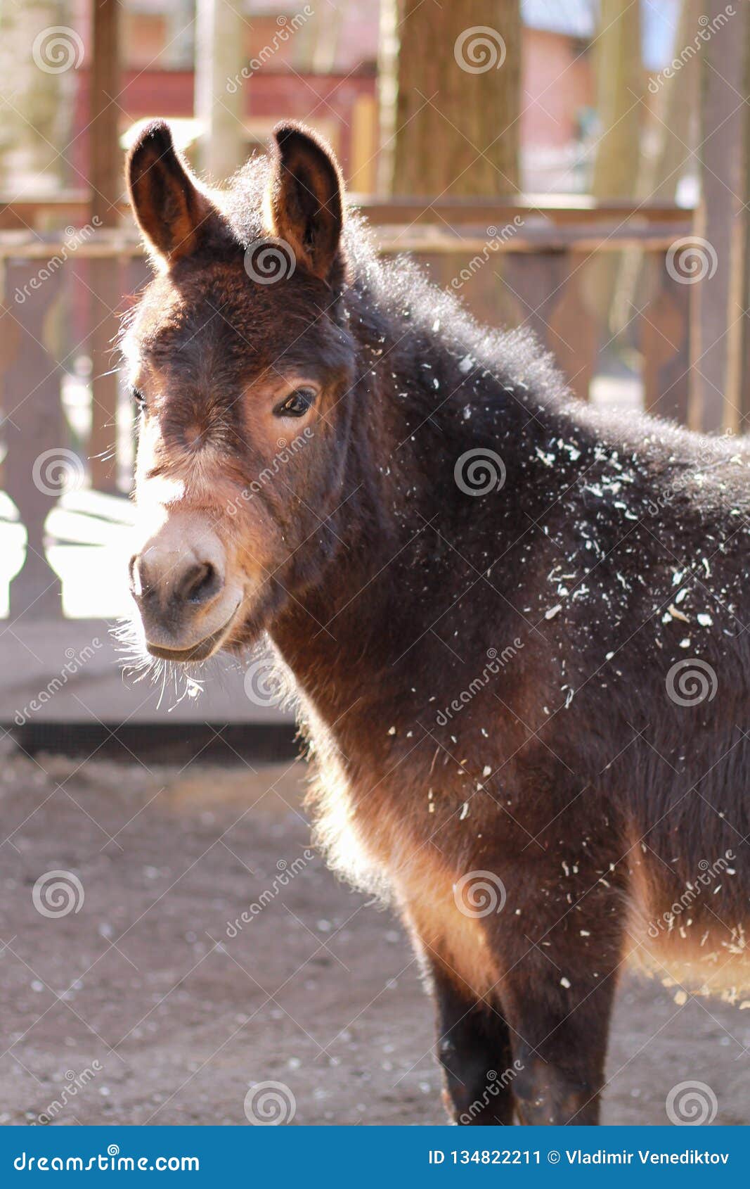 Portrait of Pet Donkey Closeup Stock Image - Image of isolated, grass ...
