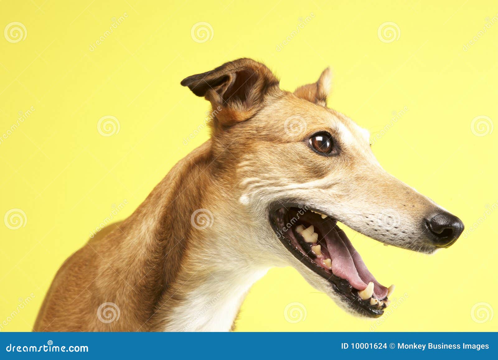 Portrait of Pet Greyhound stock photo. Image of horizontal - 10001624