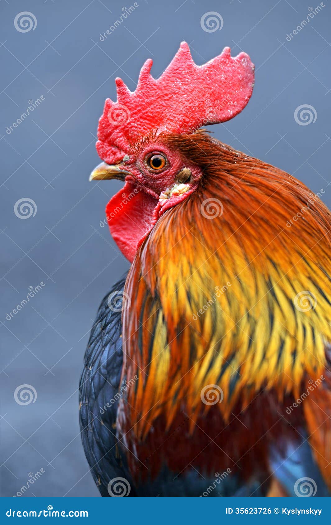 Portrait pet rooster stock photo. Image of agriculture - 35623726