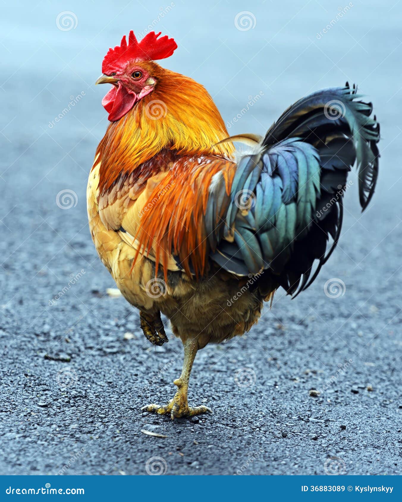 Portrait pet rooster stock image. Image of colorful, young - 36883089