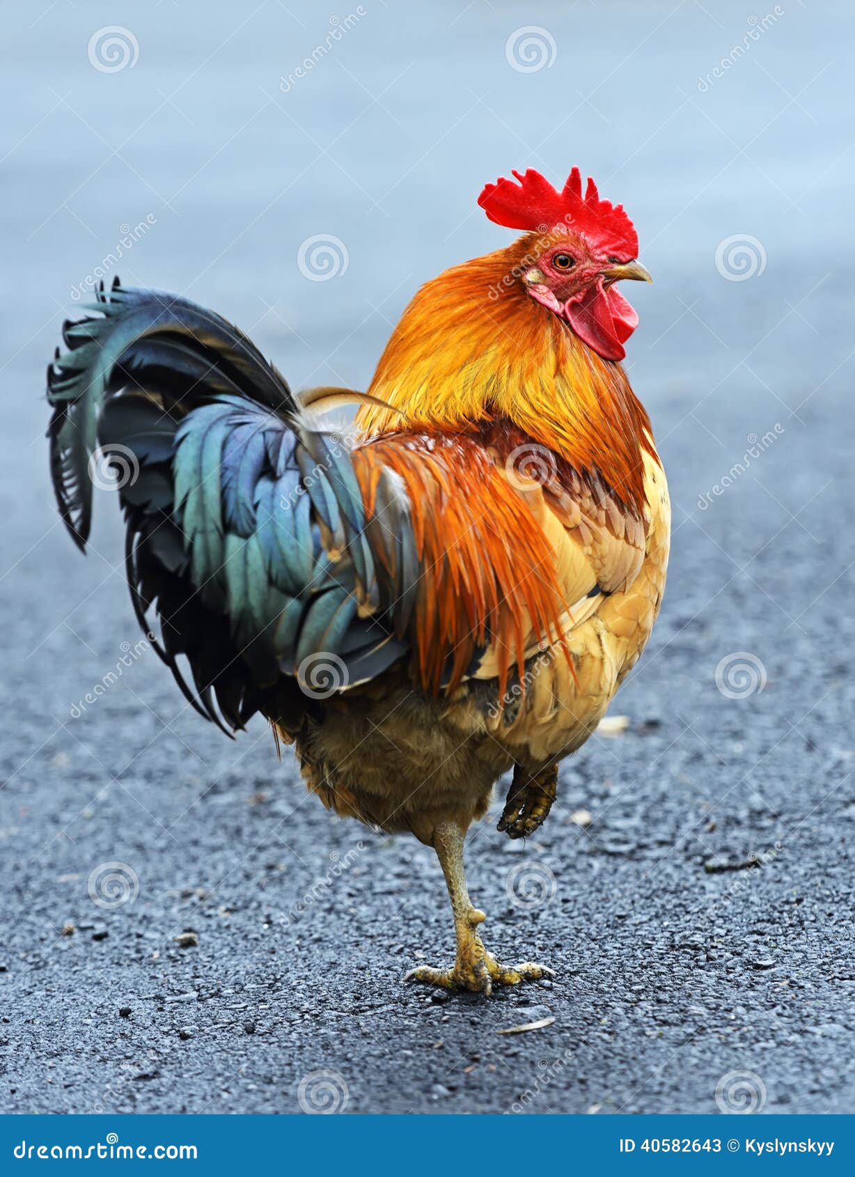 Portrait pet rooster stock image. Image of poultry, chicken - 40582643