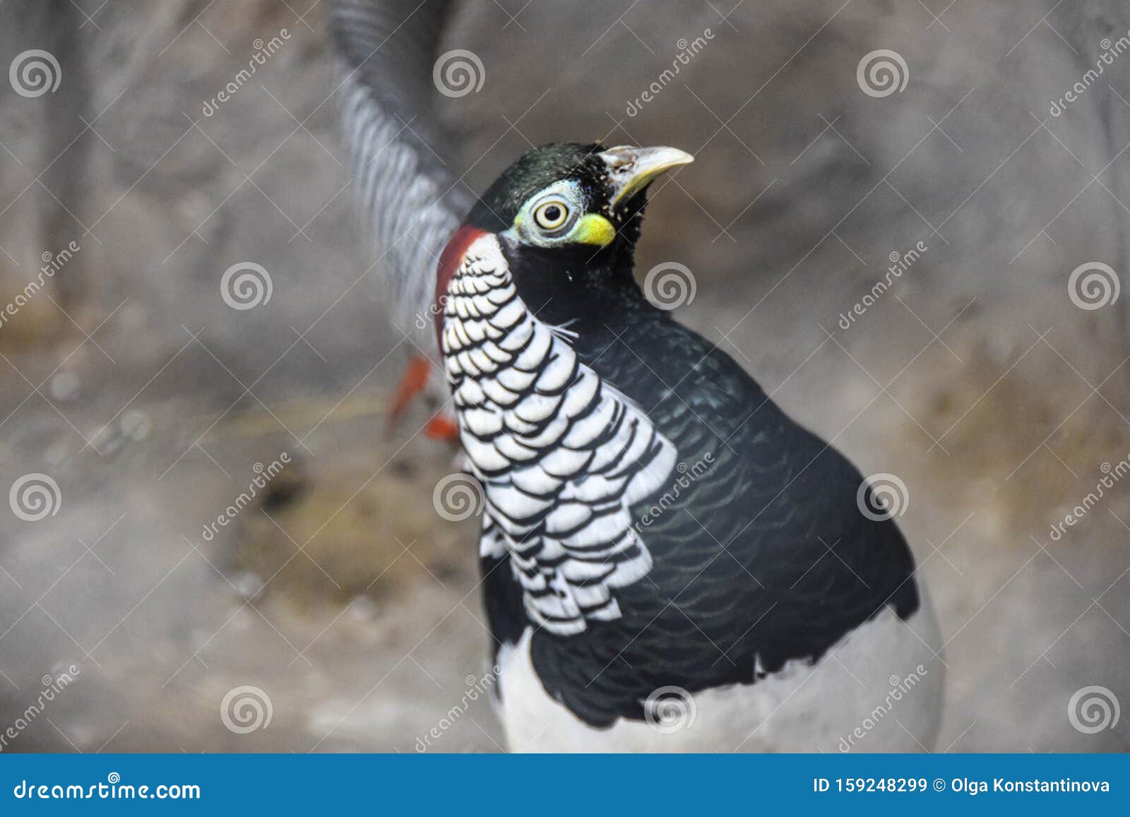 Portrait of a Pheasant with Black-white Beautiful Stock Image - Image ...