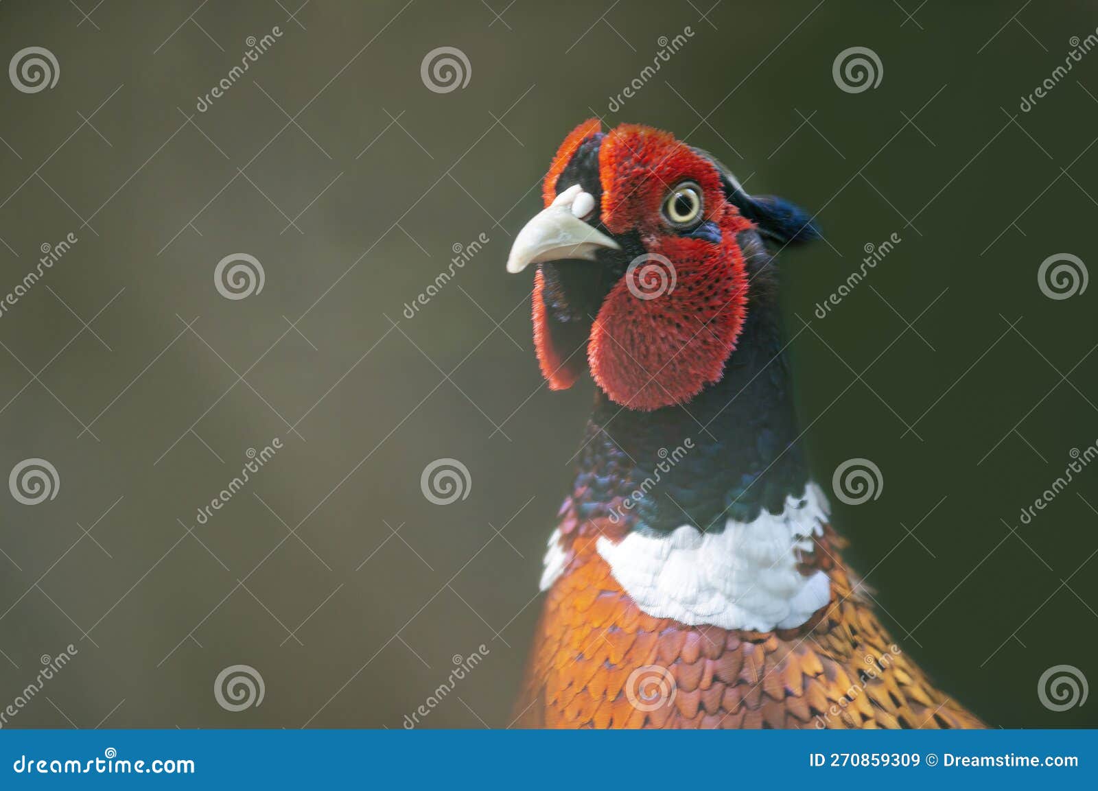 A Portrait of a Pheasant Rooster Stock Image - Image of beak, nature ...