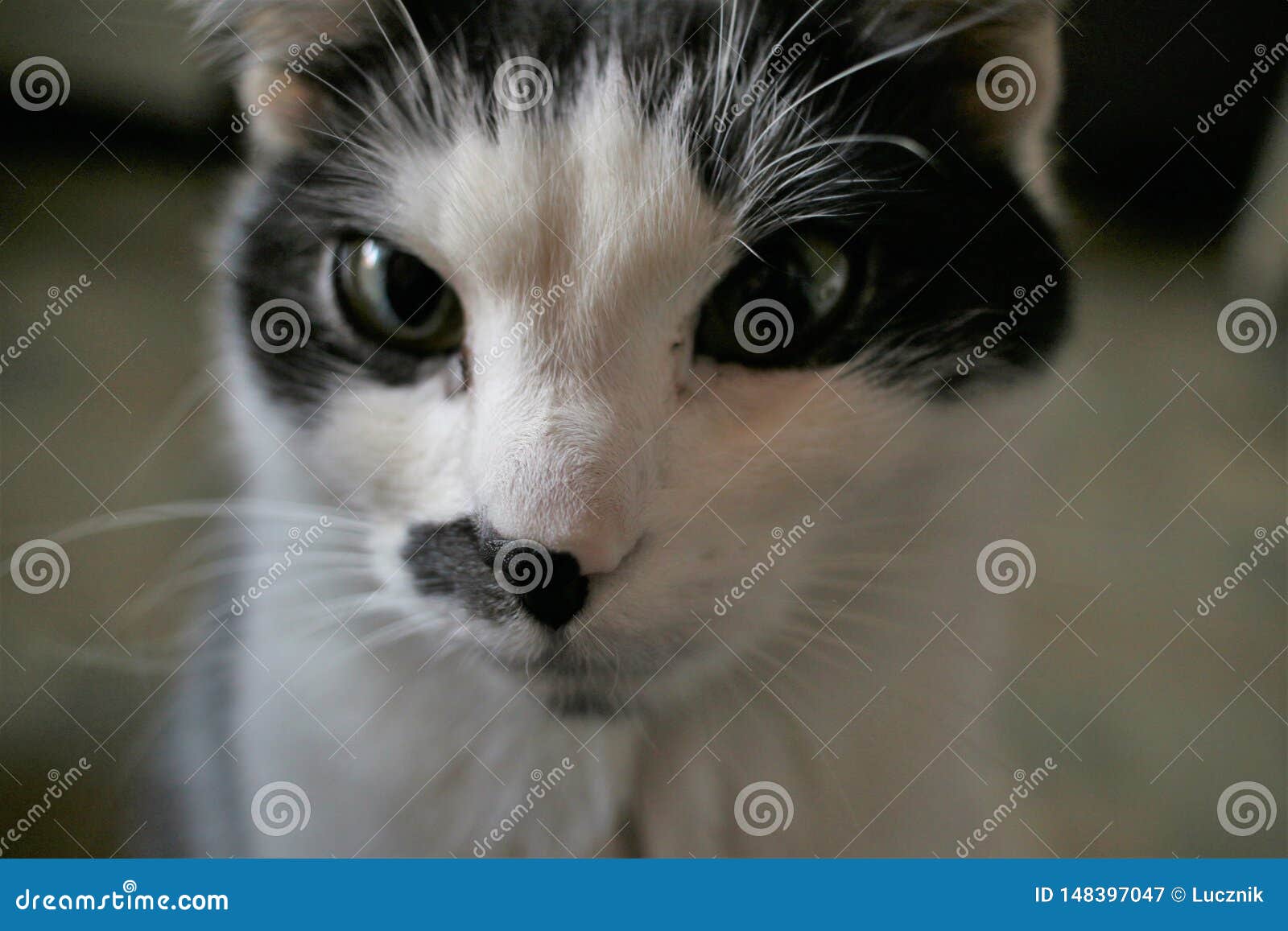 Portrait of a Philosopher`s Cat. Stock Image - Image of attractive ...
