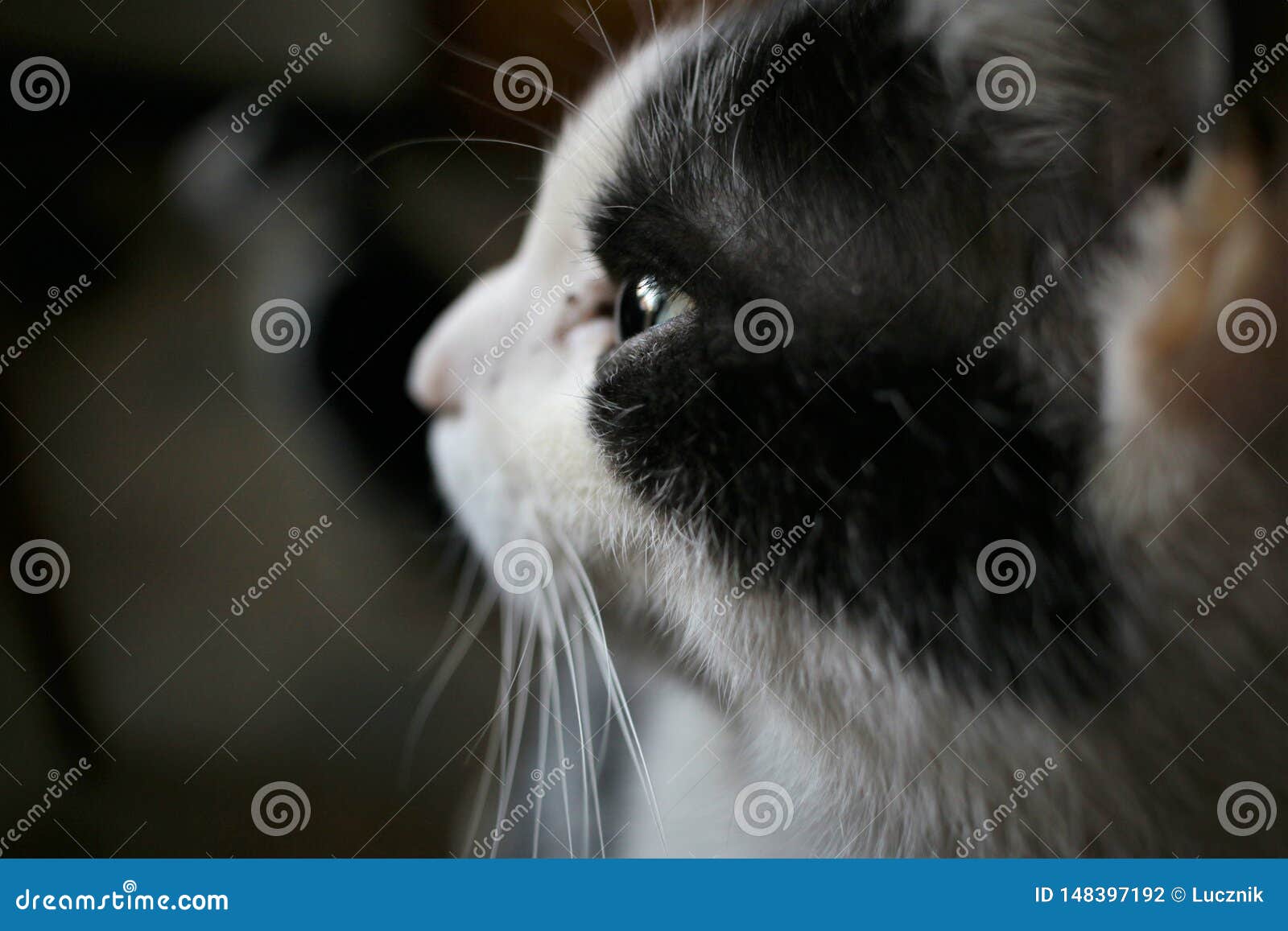 Portrait of a Philosopher`s Cat. Stock Photo - Image of exposure ...