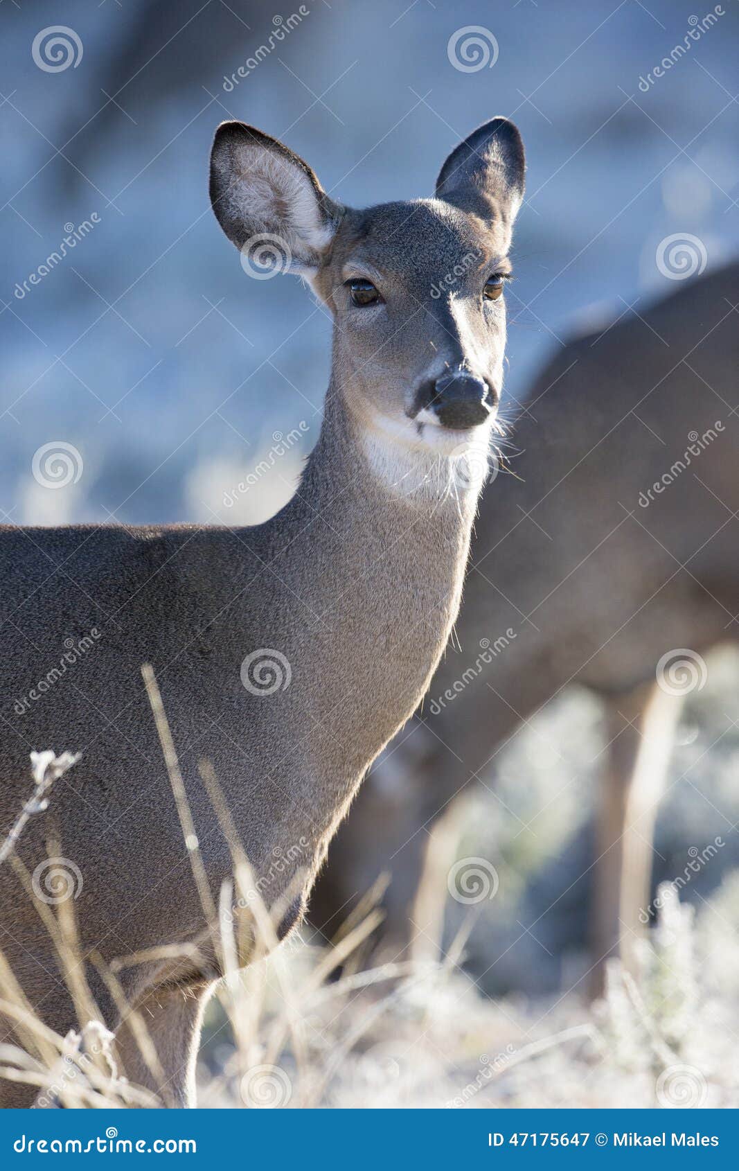 Portrait Photograph of Whitetail Doe Stock Image - Image of food ...