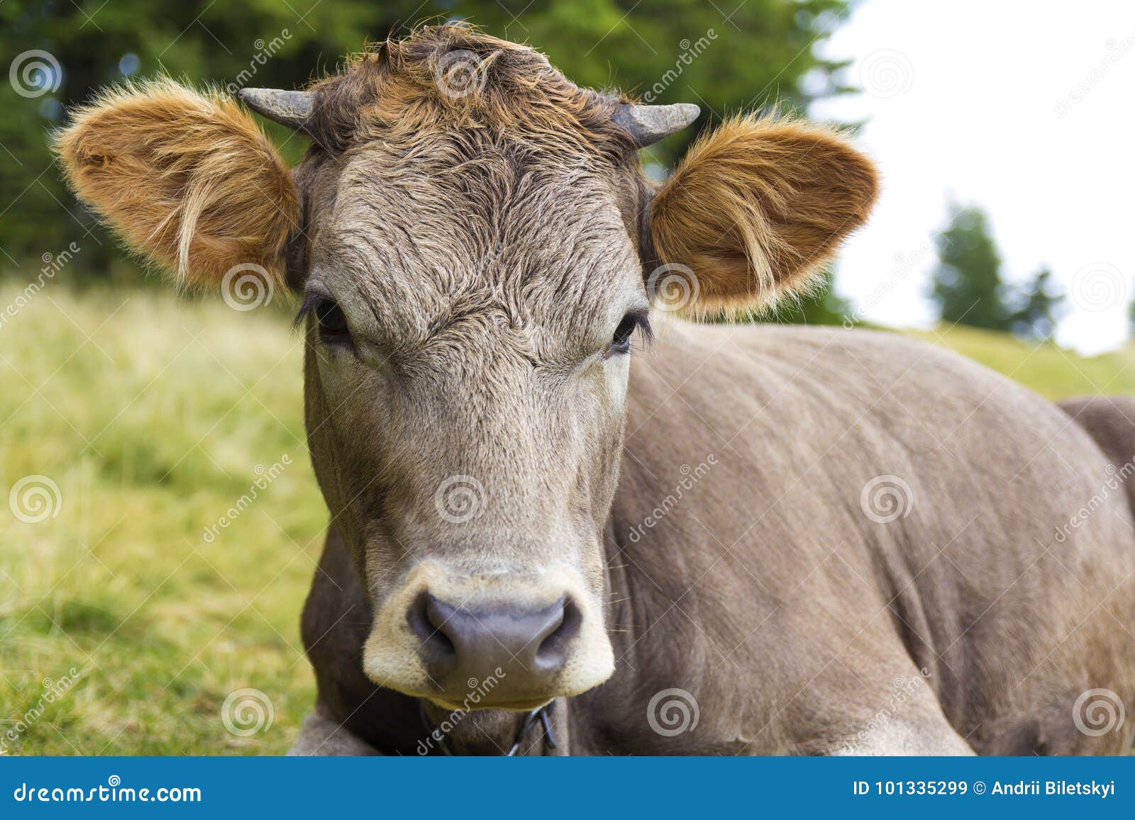 Portrait Picture of a Head of Young Cow Stock Image - Image of dairy ...