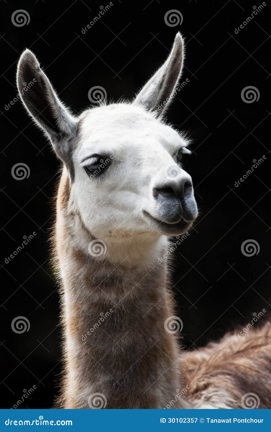 Portrait of a Llama stock image. Image of fleece, llama - 30102357