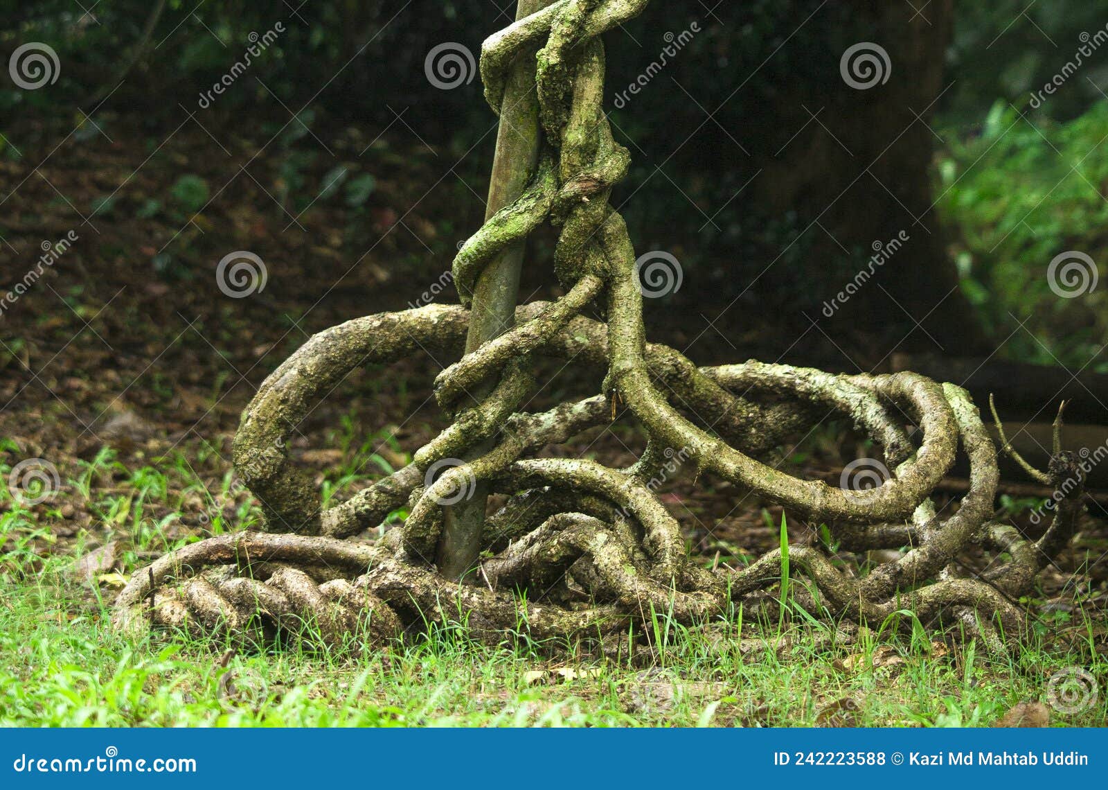 Portrait Pictures of Strange Tree Roots Stock Photo - Image of organic ...