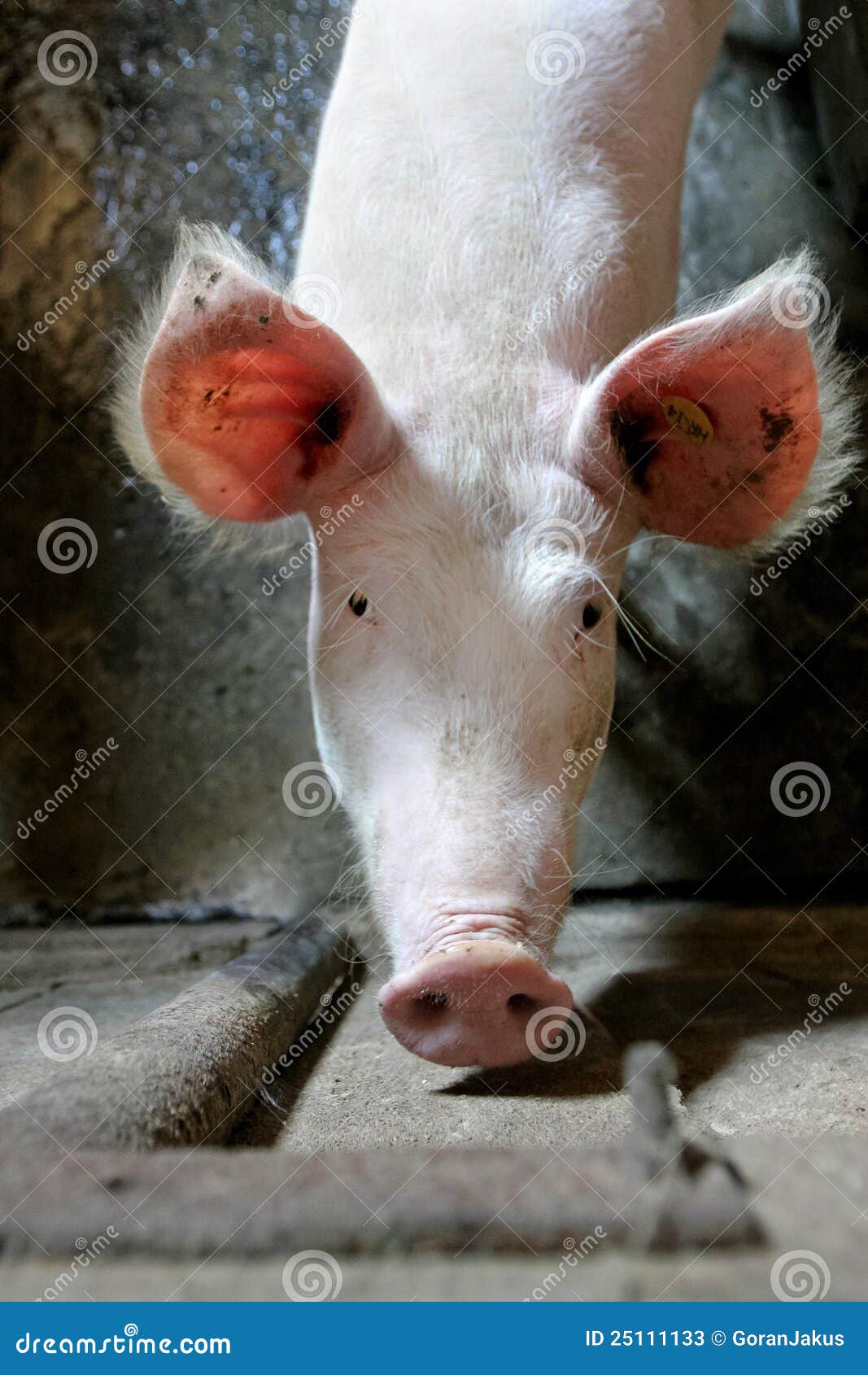 Portrait of a pig stock image. Image of closeup, bacon - 25111133