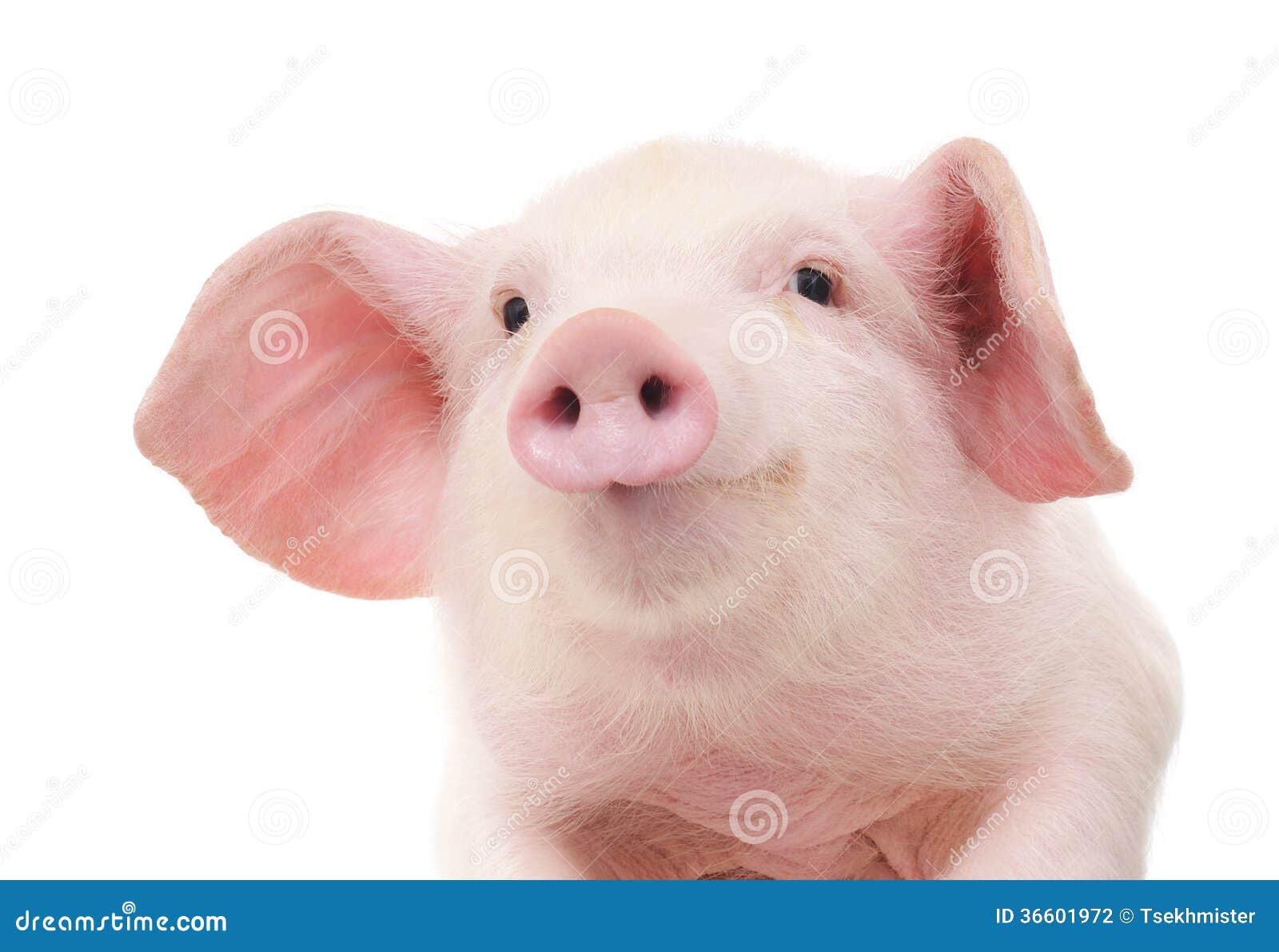 Portrait of a pig stock photo. Image of cute, pink, domestic - 36601972