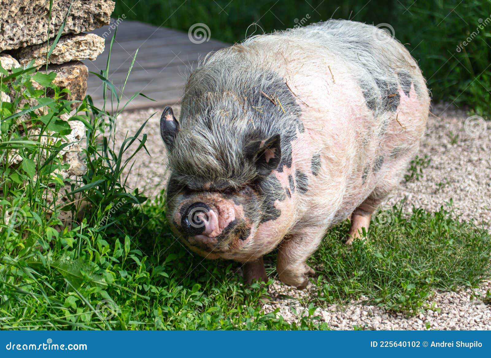 Portrait of a Pig in Nature. Stock Photo - Image of swine, farm: 225640102