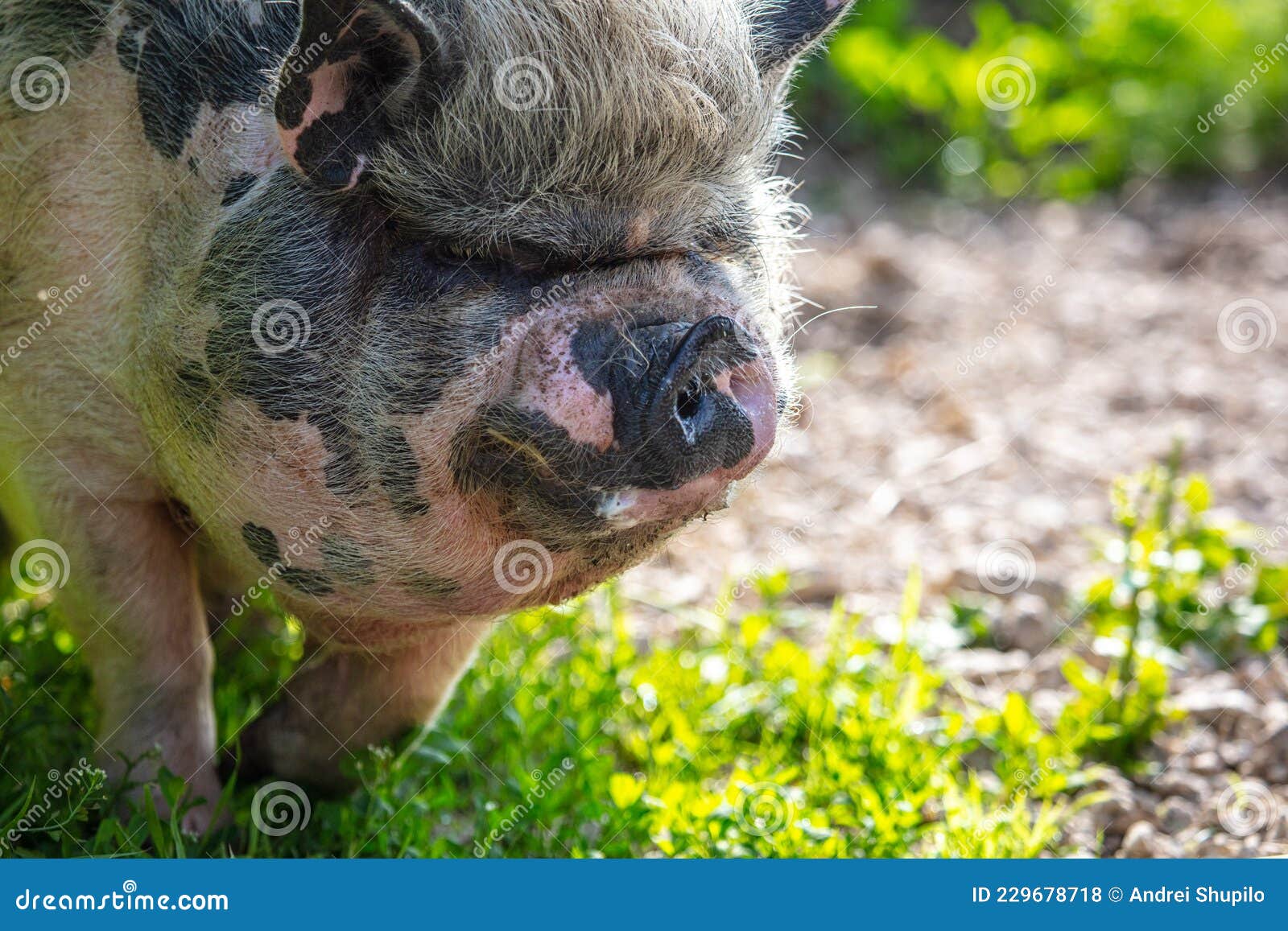 Portrait of a Pig in Nature. Stock Photo - Image of face, pigs: 229678718
