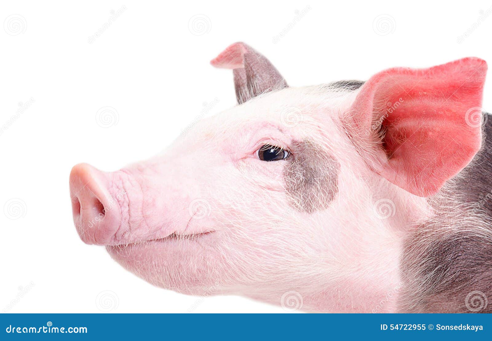 Pig Profile
