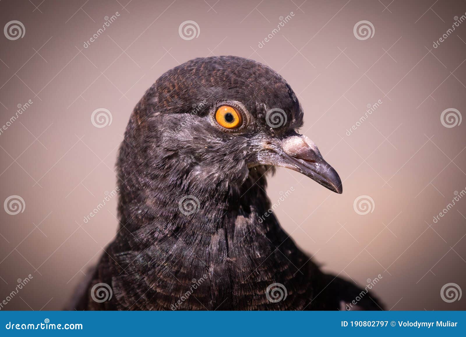 Portrait of a Pigeon Close Up in Profile Stock Image - Image of pigeon ...