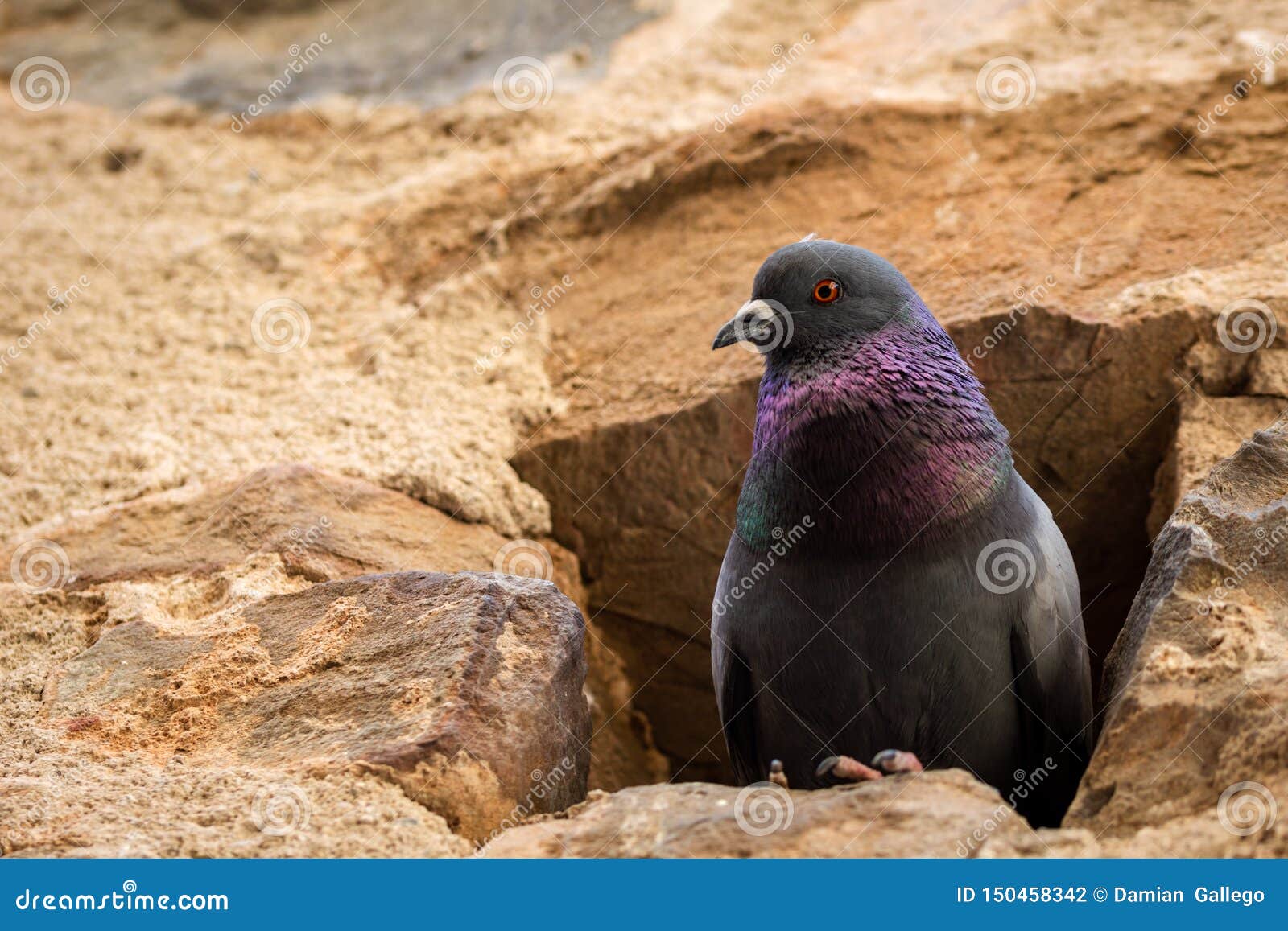 Pigeon Nesting On Spotlight. Pigeon Sits On The Nest Stock Photography ...
