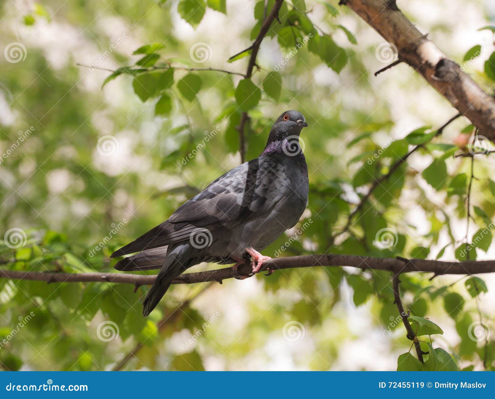 Portrait of Pigeon on a Tree Stock Image - Image of spring, wildlife ...
