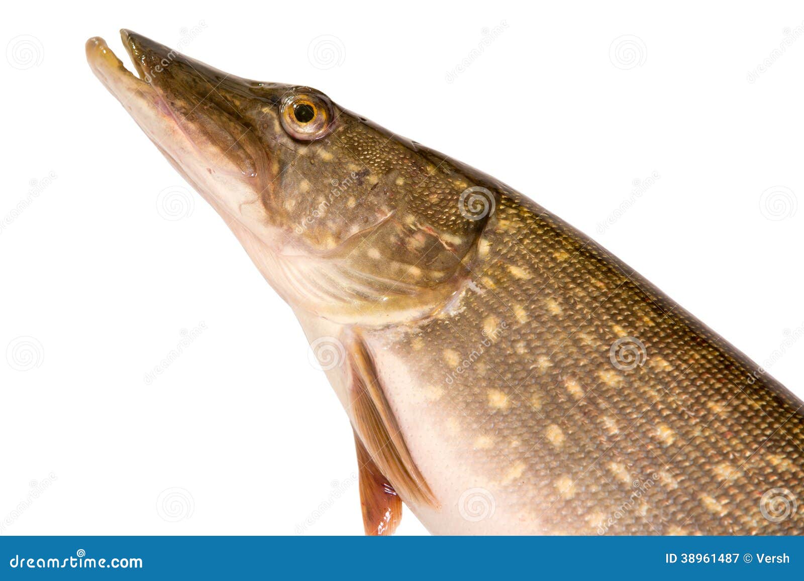 Portrait of pike stock image. Image of background, meal - 38961487