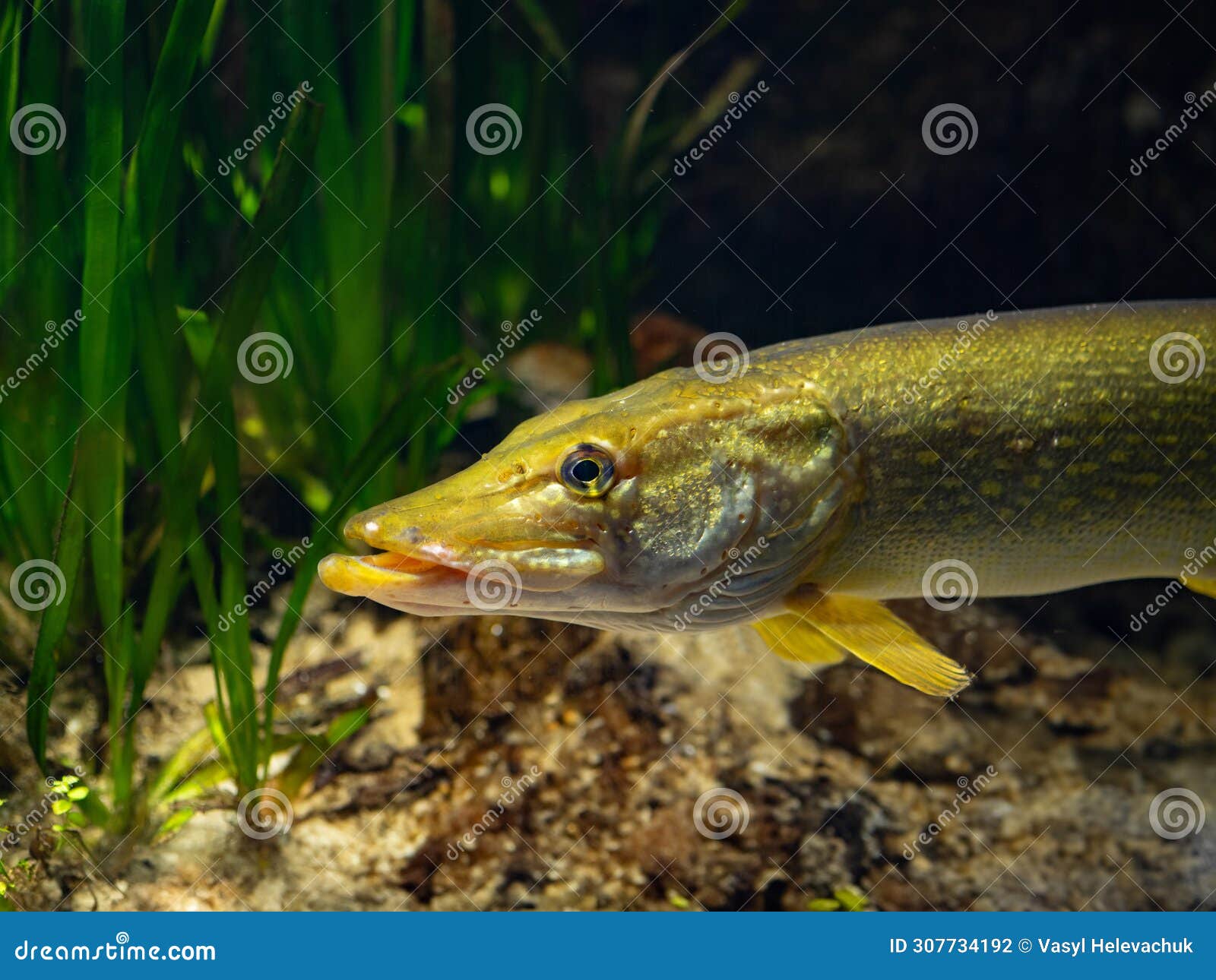 Portrait of Pike Underwater Stock Photo - Image of portrait, calm ...