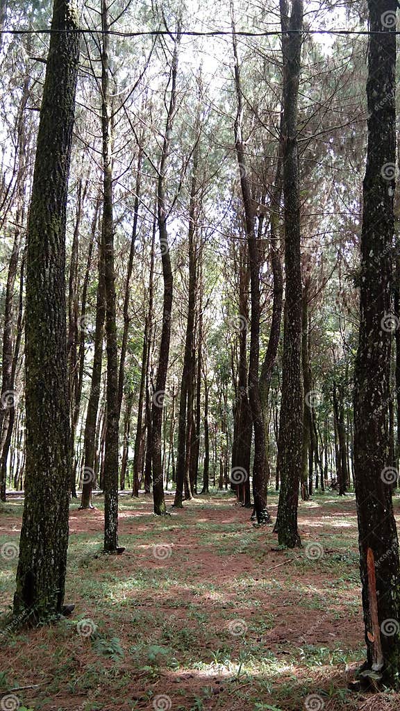 A Portrait of a Pine Tree Plantation Stock Image - Image of grove, leaf ...