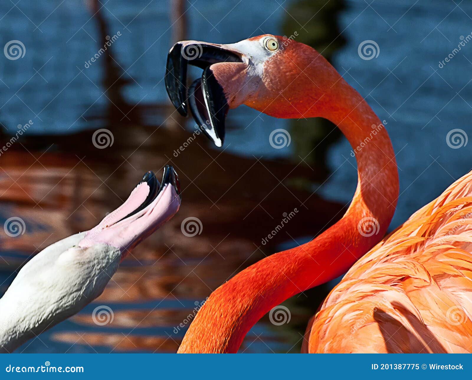 Portrait of a Pink Flamingo Resting by the Water Stock Image - Image of ...