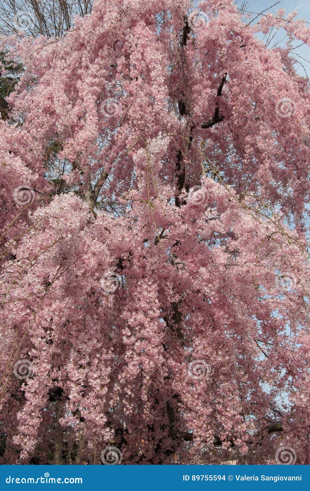 Portrait of a Pink Flowers Cascade Stock Photo - Image of explosion ...