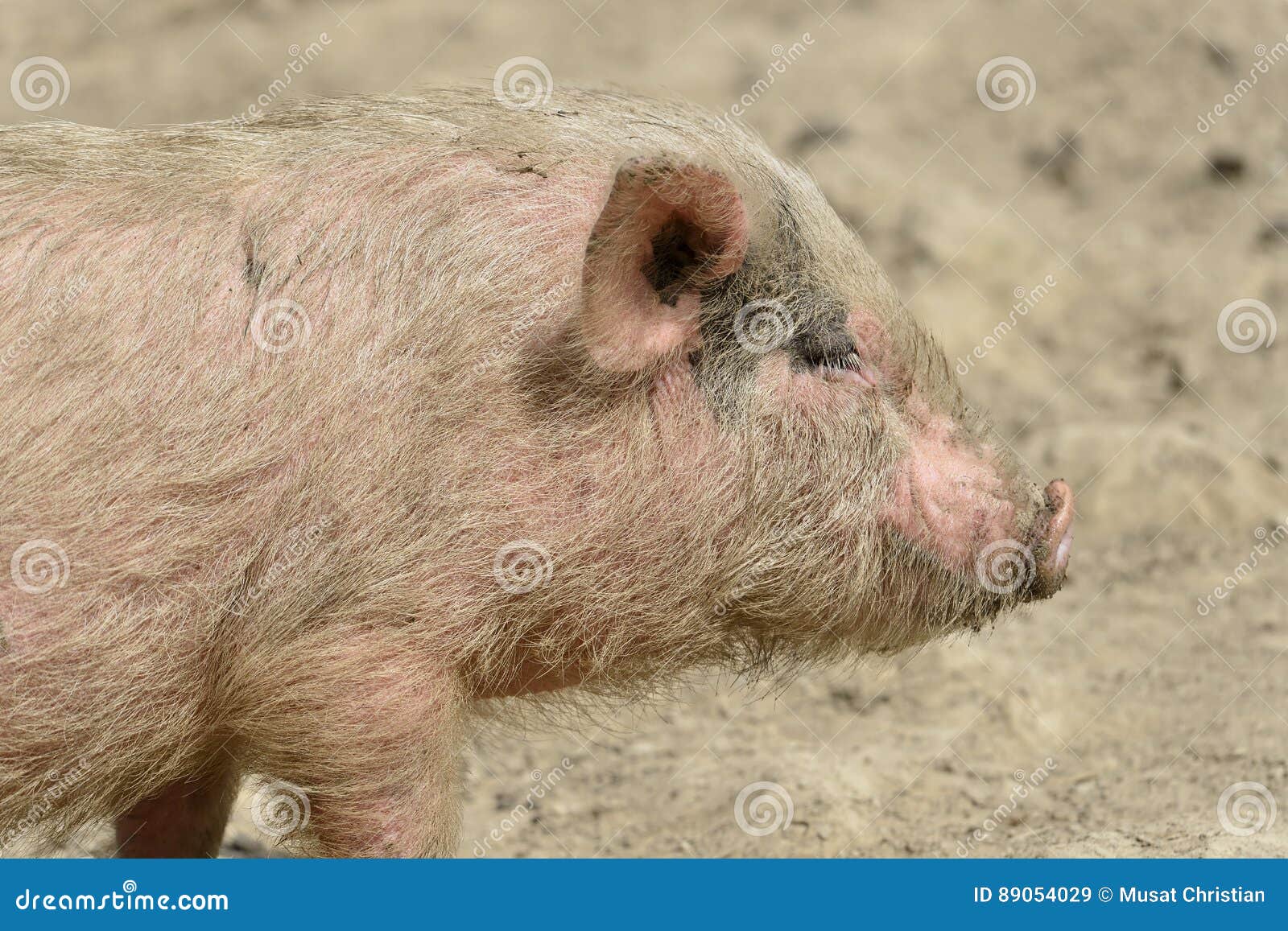 Portrait pink piglet stock image. Image of farm, portrait - 89054029