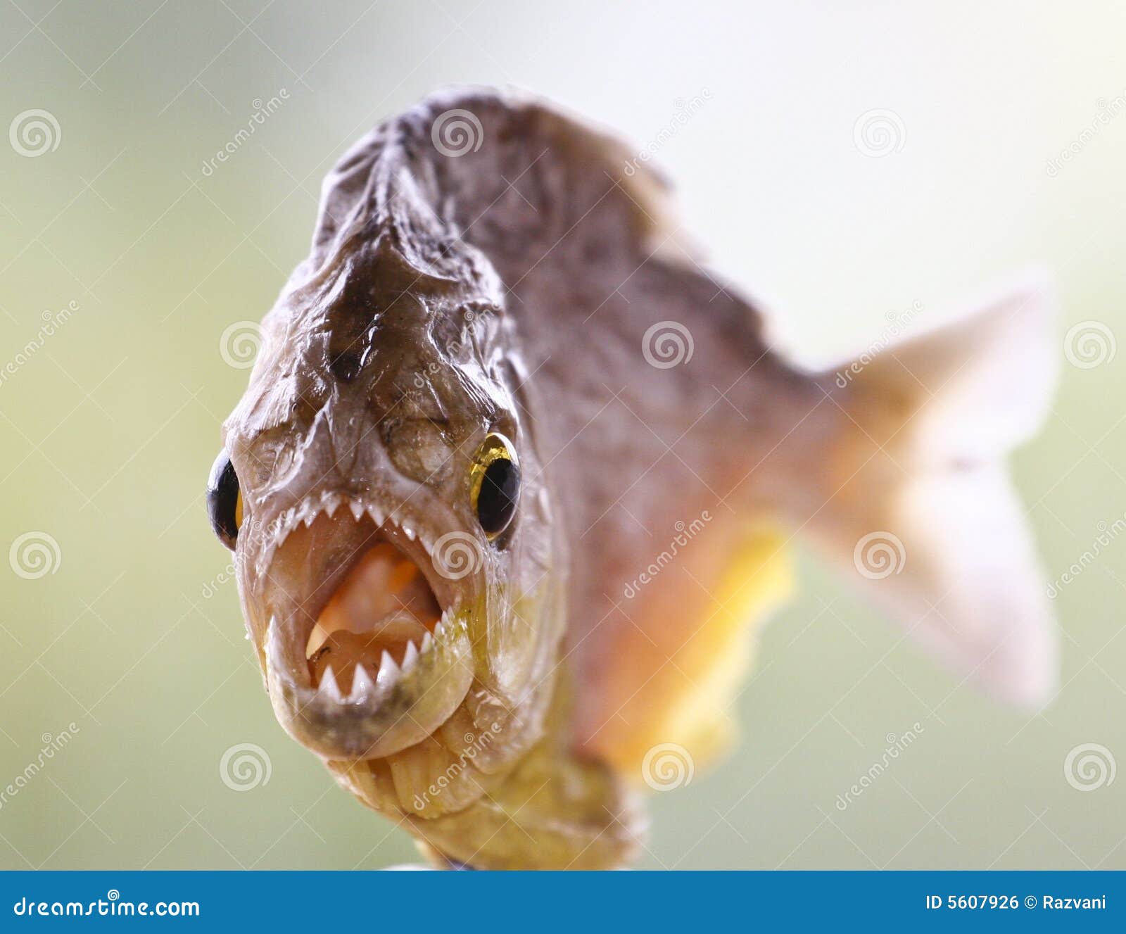 Portrait of a pirahna stock photo. Image of pirahna, lakes - 5607926