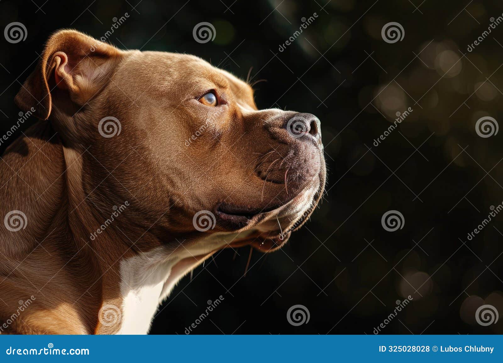 Portrait of a pit bull dog stock illustration. Illustration of brown - 325028028