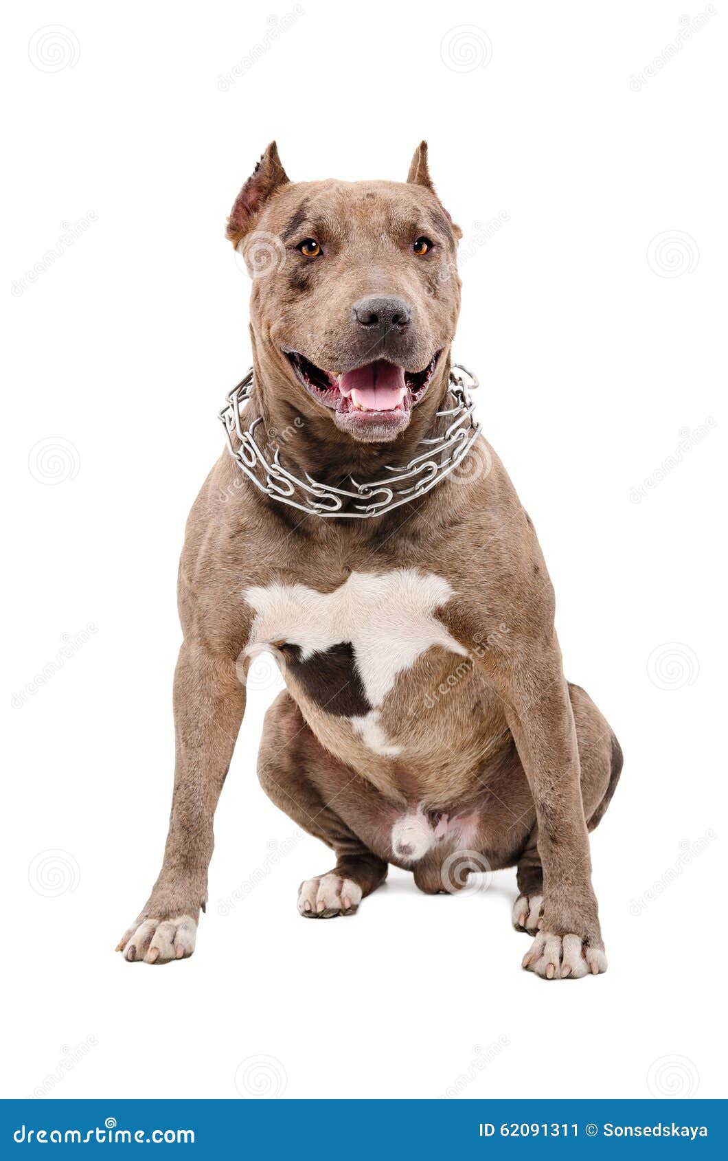 3,987 Pit Bull Sitting Stock Photos - Free & Royalty-Free Stock Photos ...