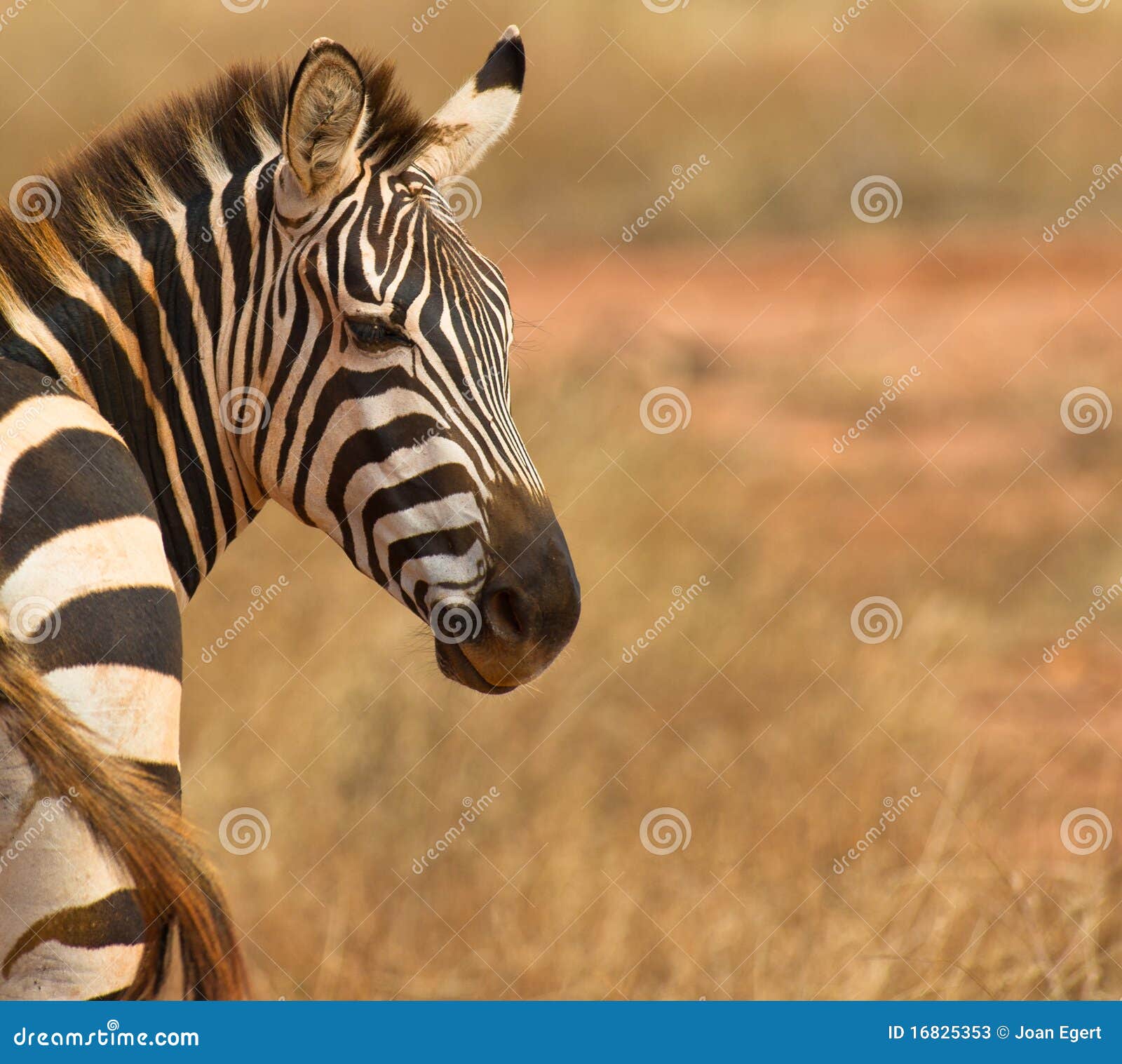 A Portrait of a PlainÂ´s or Common Zebra Stock Image - Image of animals ...