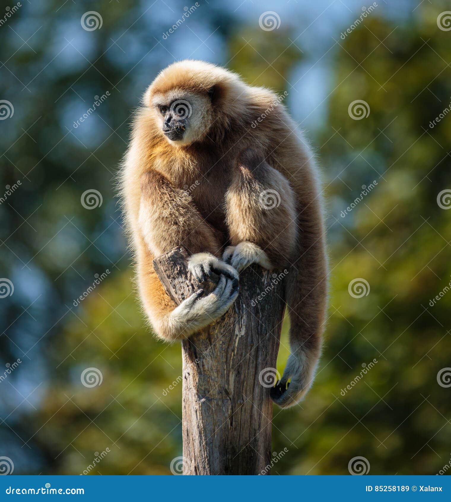 Gibbon monkey stock image. Image of recreation, wild - 85258189