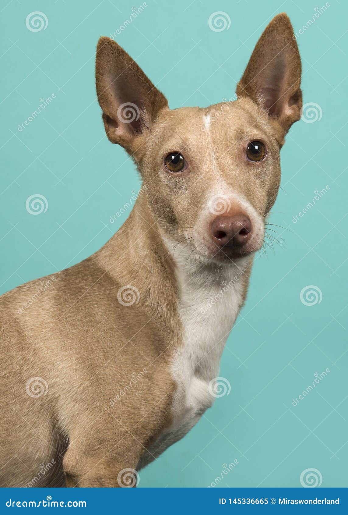 Podenco Maneto Looking at the Camera Seen from the Side on a Turquoise ...