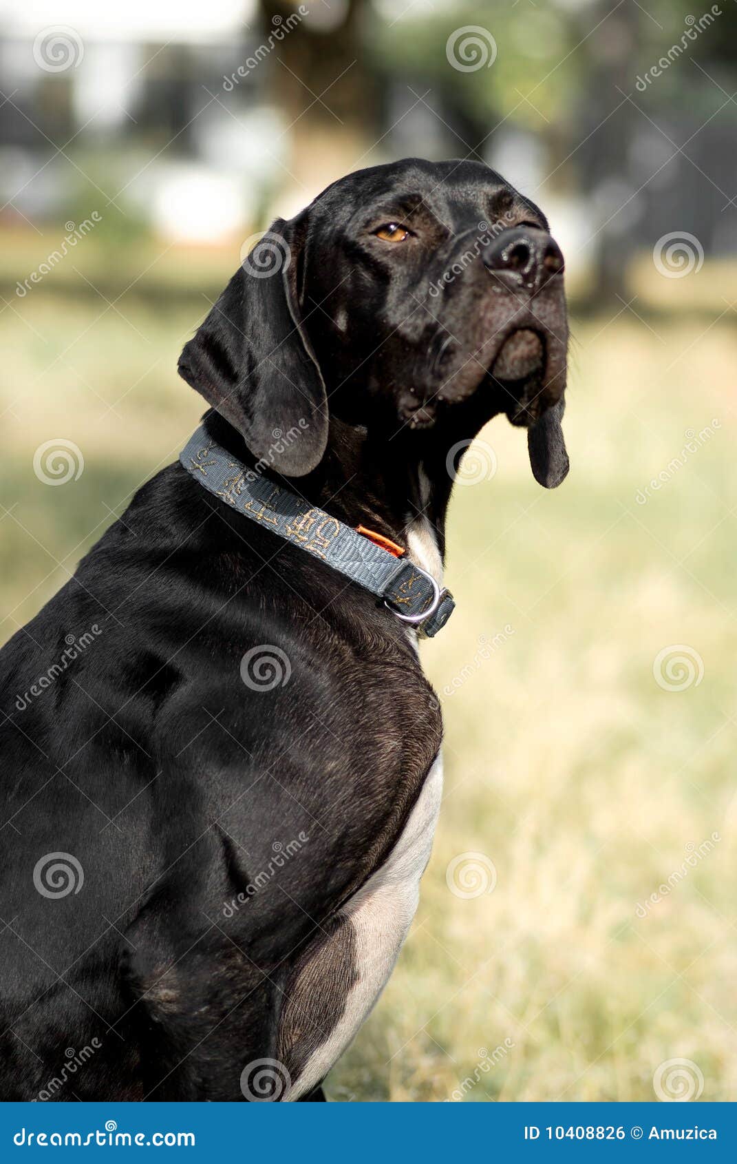 Portrait of a pointer stock photo. Image of domestic - 10408826