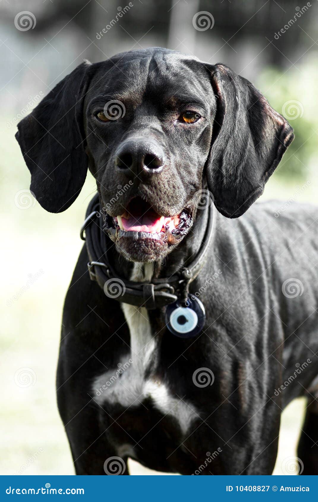 Portrait of a pointer stock image. Image of posing, animal - 10408827