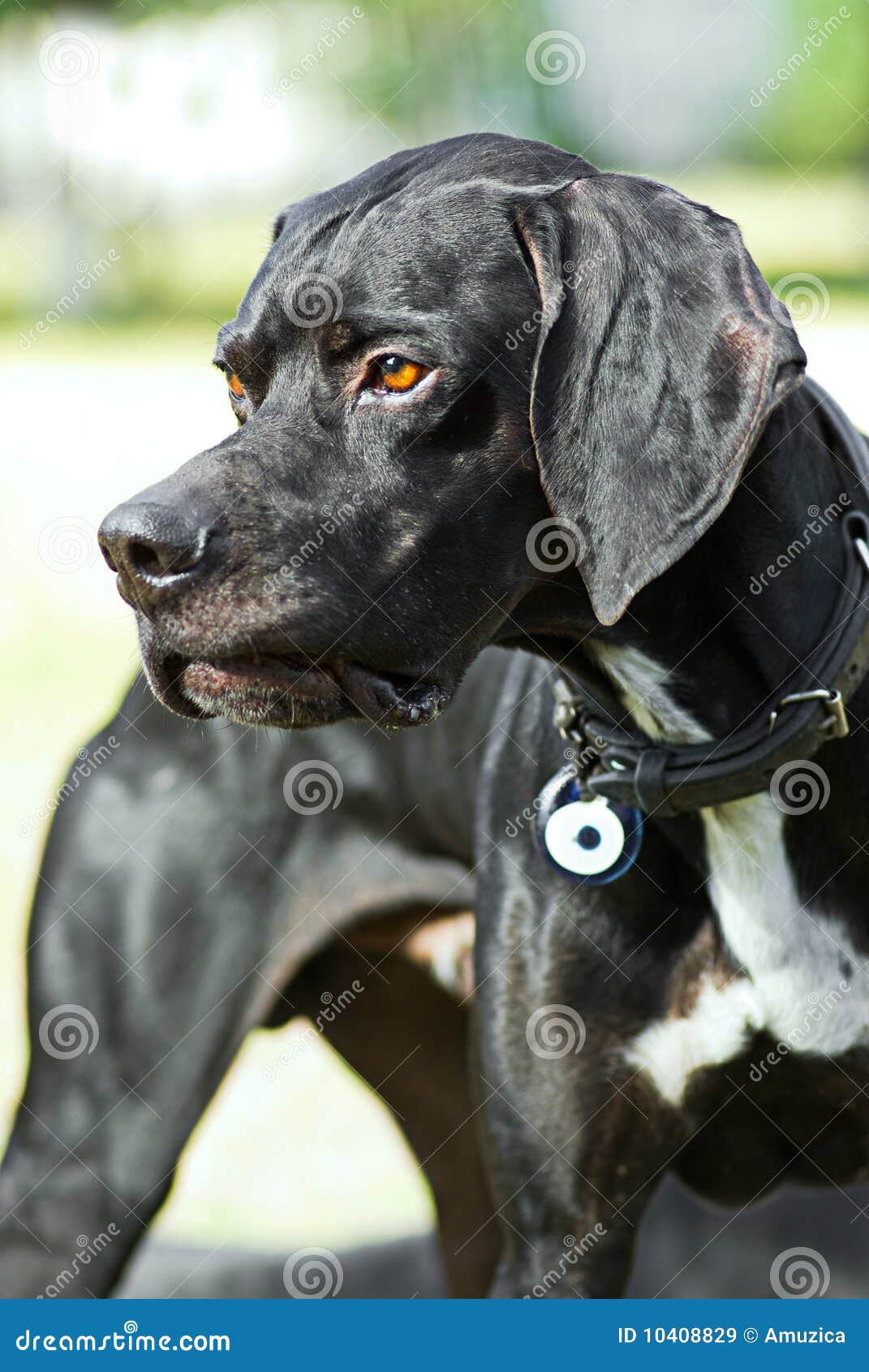 Portrait of a pointer stock image. Image of isolated - 10408829