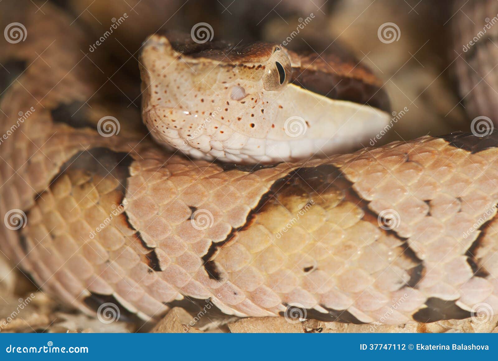 Portrait of Poisonous Snake Stock Photo - Image of animals, ominous ...