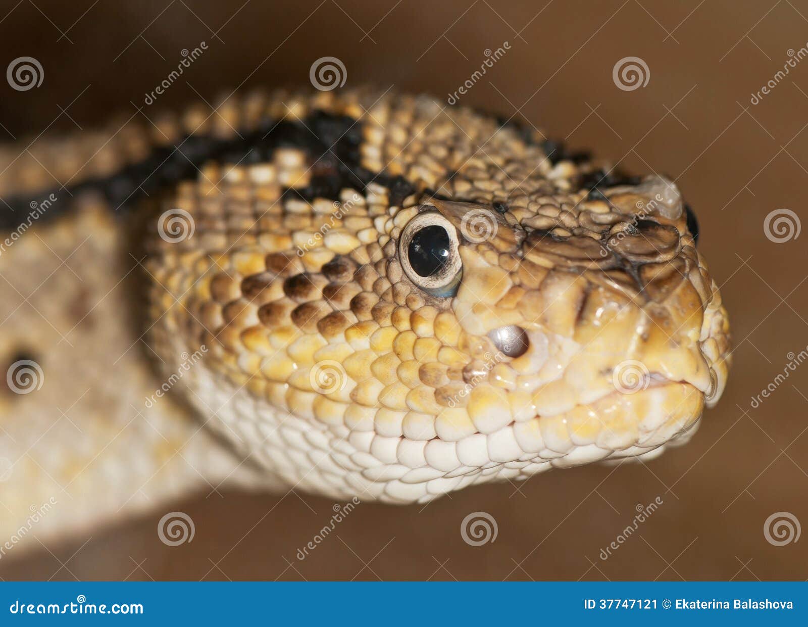 Portrait of a Poisonous Snake Stock Image - Image of crotalus, organism ...