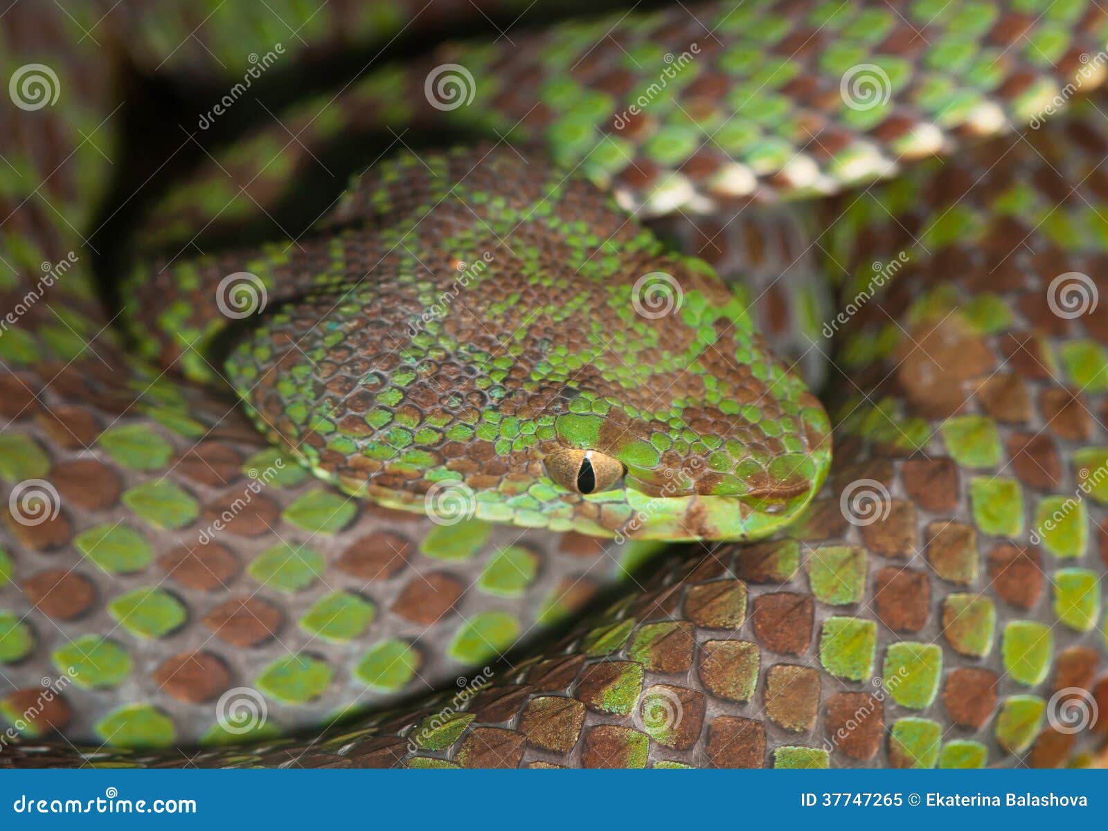 Portrait of Poisonous Snake Stock Image - Image of wild, danger: 37747265
