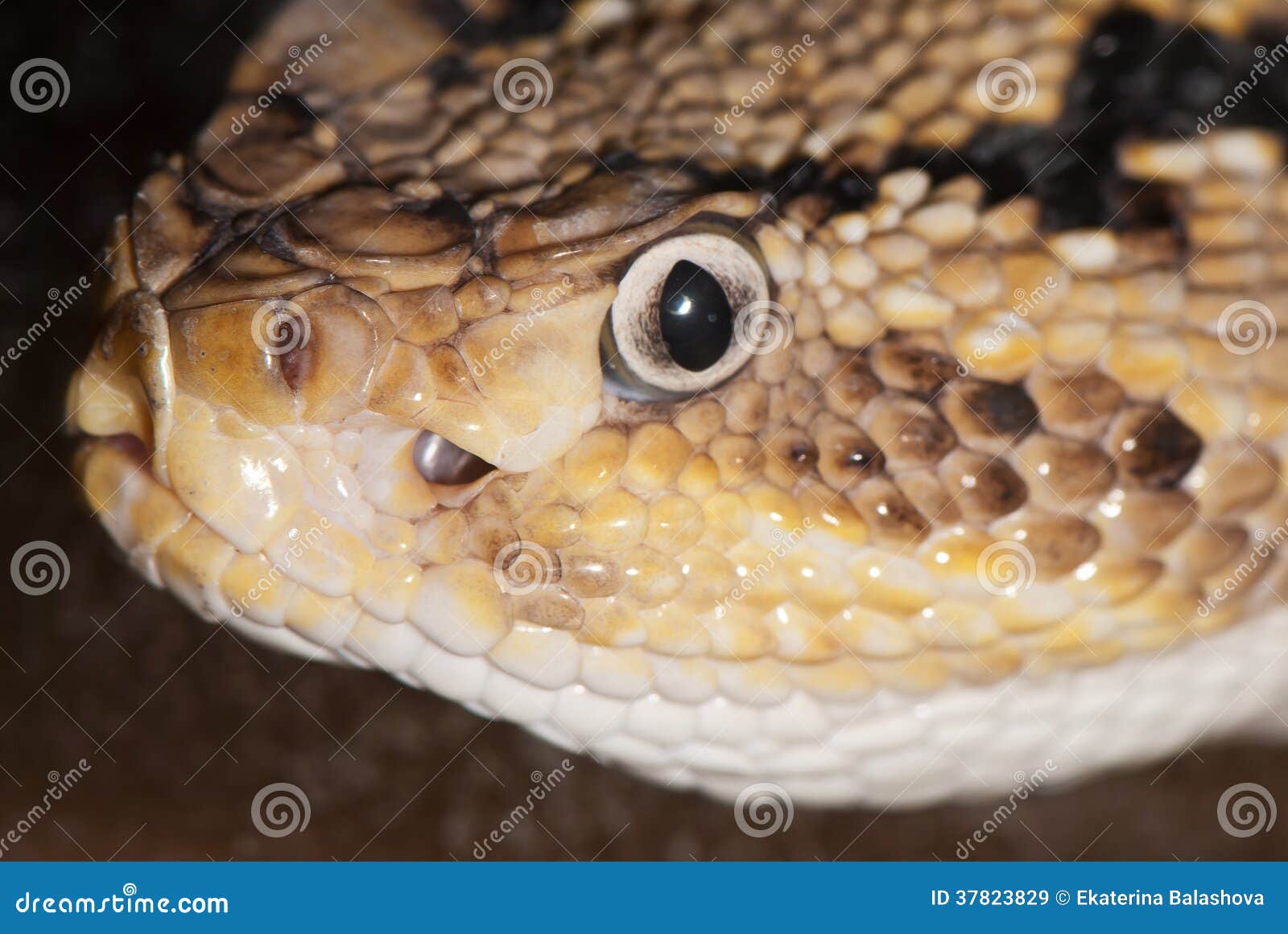 Portrait of a Poisonous Snake Stock Image - Image of fear, viper: 37823829
