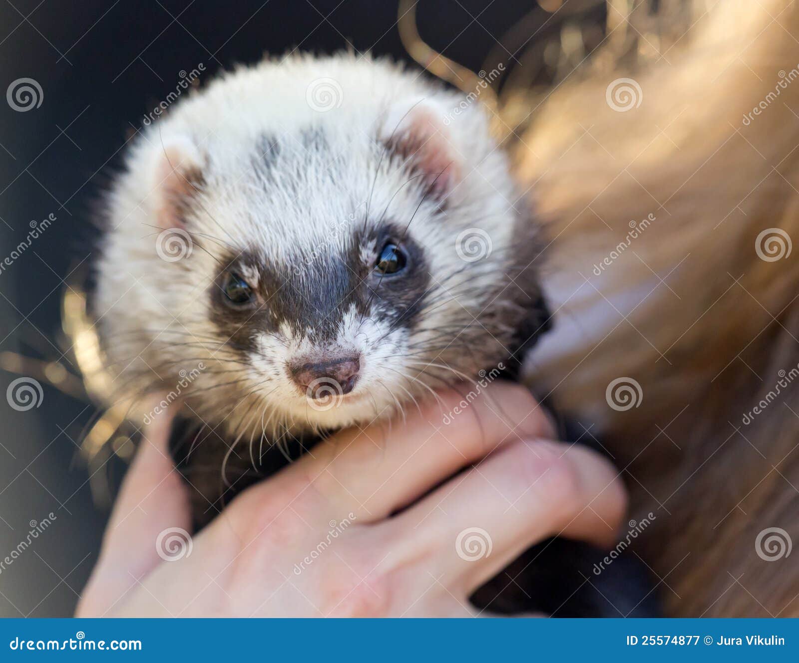 Portrait of a polecat stock image. Image of softness - 25574877