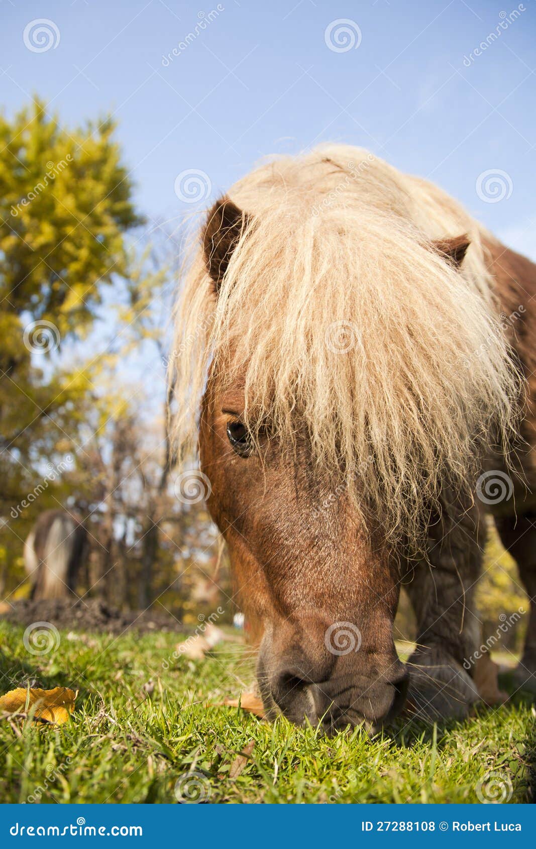 Portrait pony eating grass stock photo. Image of field - 27288108