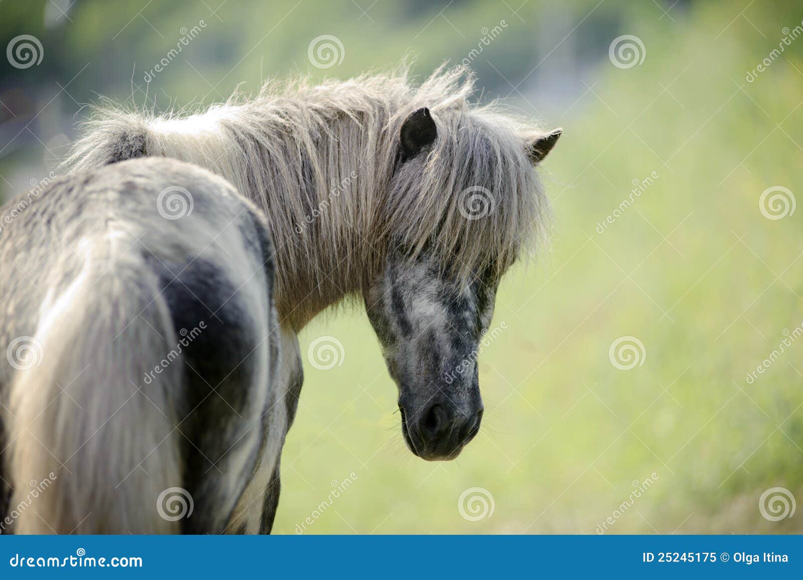 Portrait of Pony Looking Back Stock Image - Image of countryside, head ...