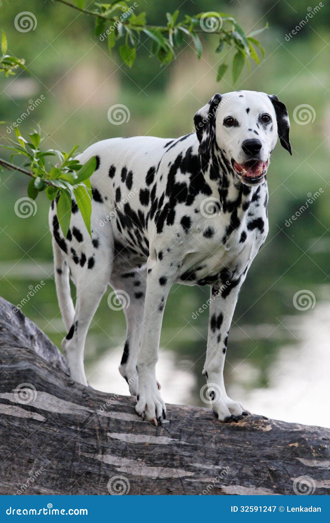 Portrait of Posing Dalmatian Stock Image - Image of obedient, dalmatian ...