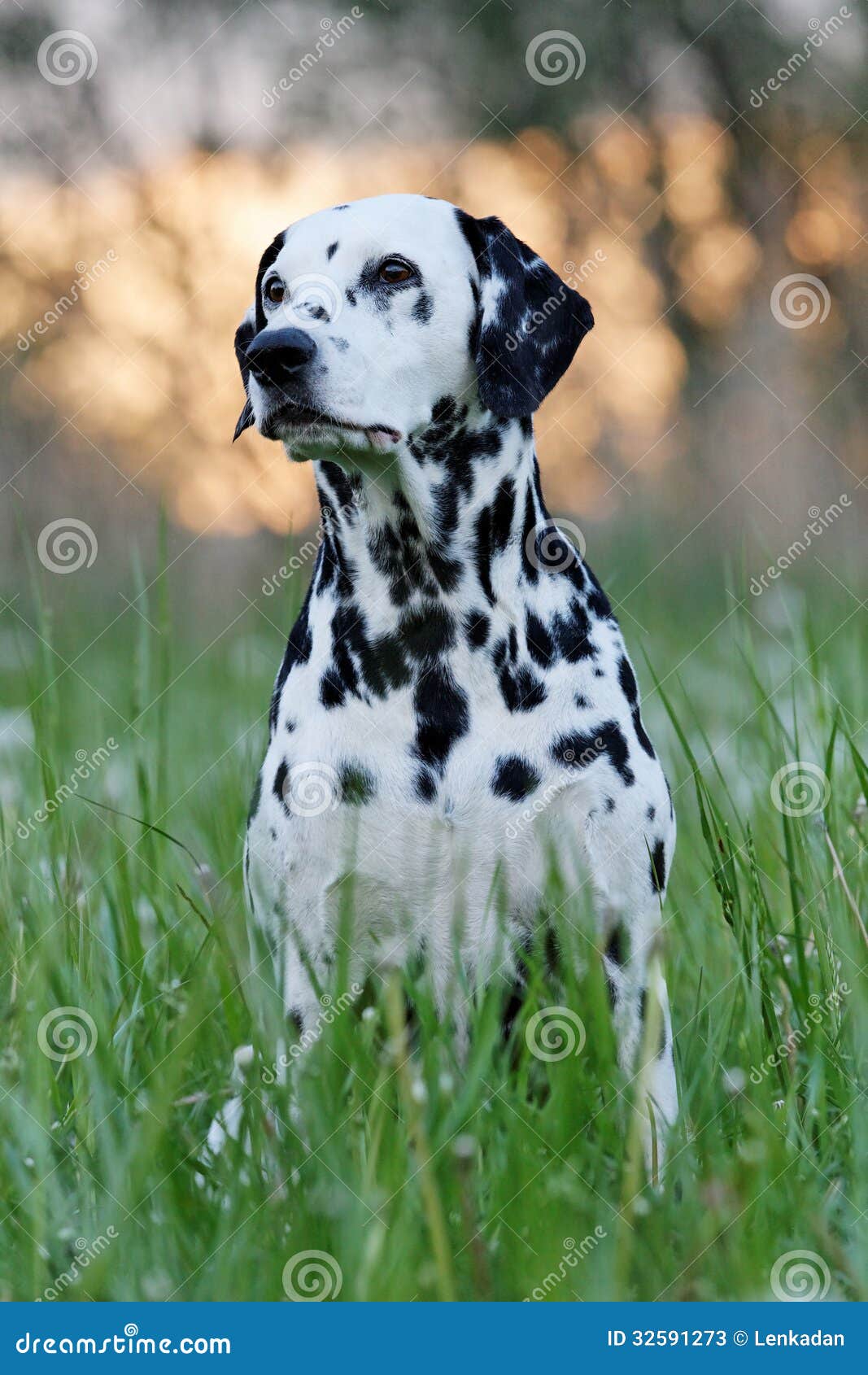 Portrait of Posing Dalmatian Stock Image - Image of expectation ...
