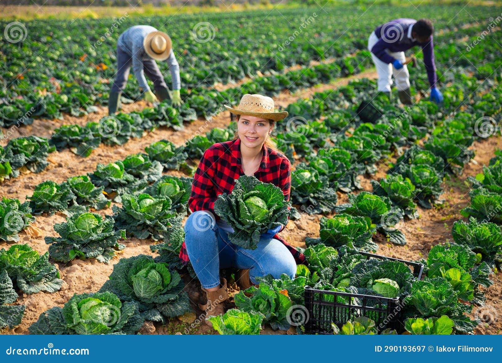 Positive Girl Harvesting Ripe Savoy Cabbage On Farm Field Stock Image Image Of Landscape