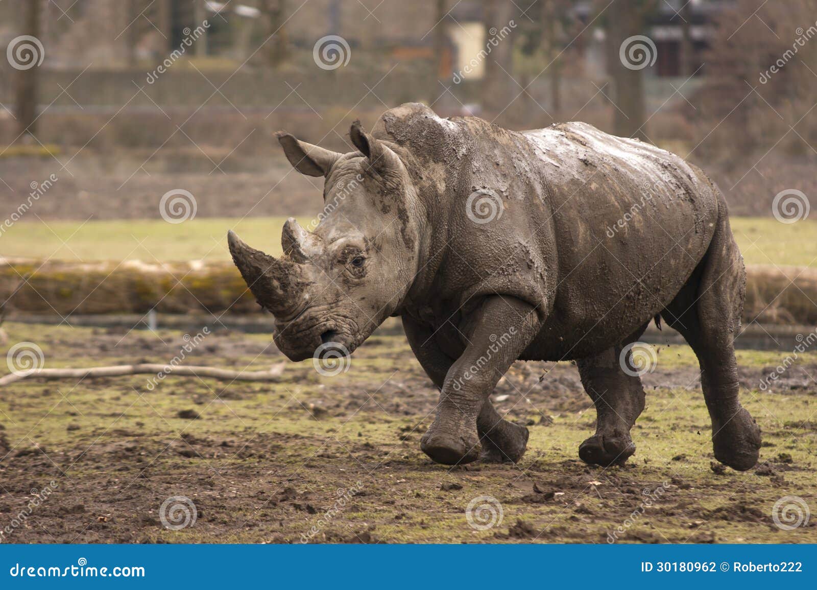 Running rhino stock photo. Image of animal, running, wildlife - 30180962
